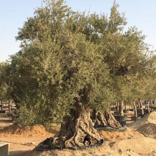 Olea Europaea European Olive Tree , 20 Seeds - Etsy