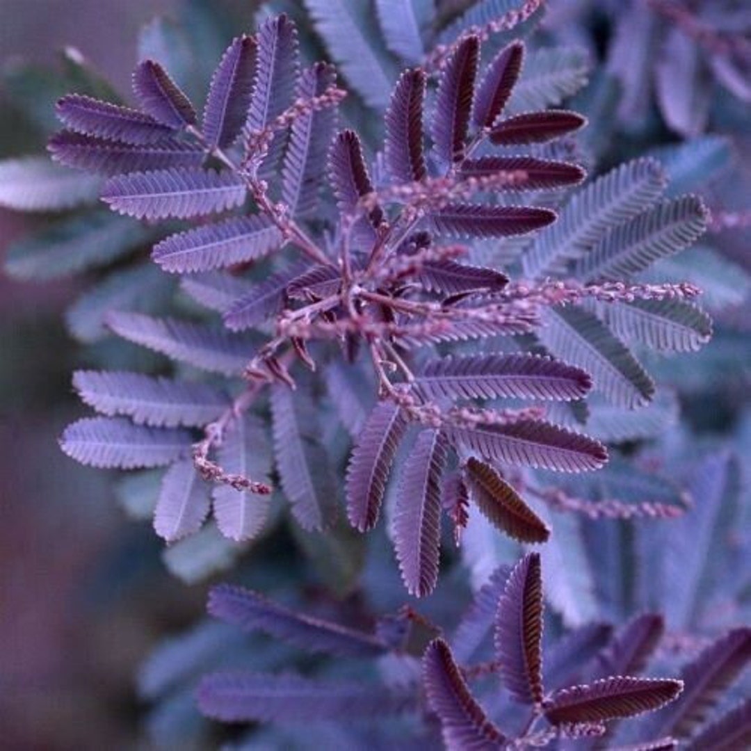 Acacia Baileyana Var. Purpurea, ( Cootamundra Wattle ), 25 Seeds - Etsy
