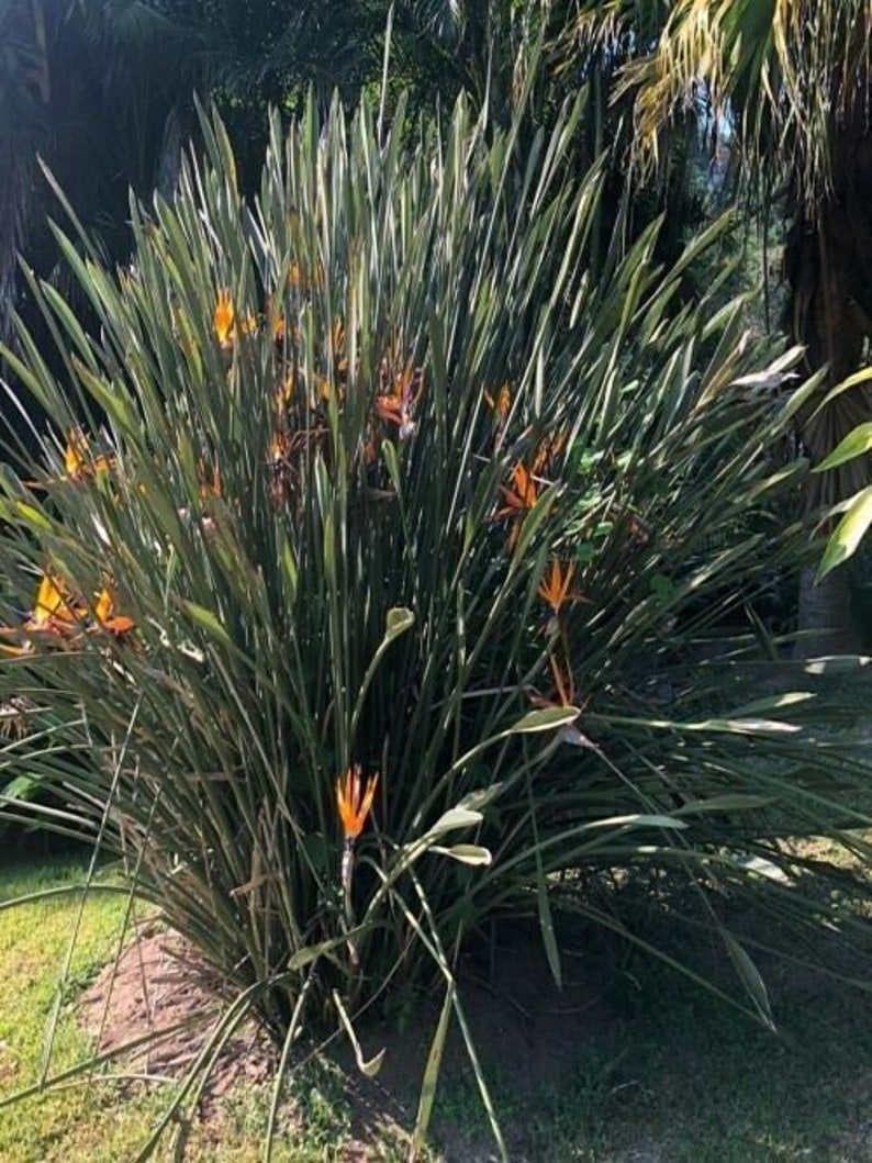 Strelitzia Juncea Leafless Bird of Paradise , 10 Seeds - Etsy