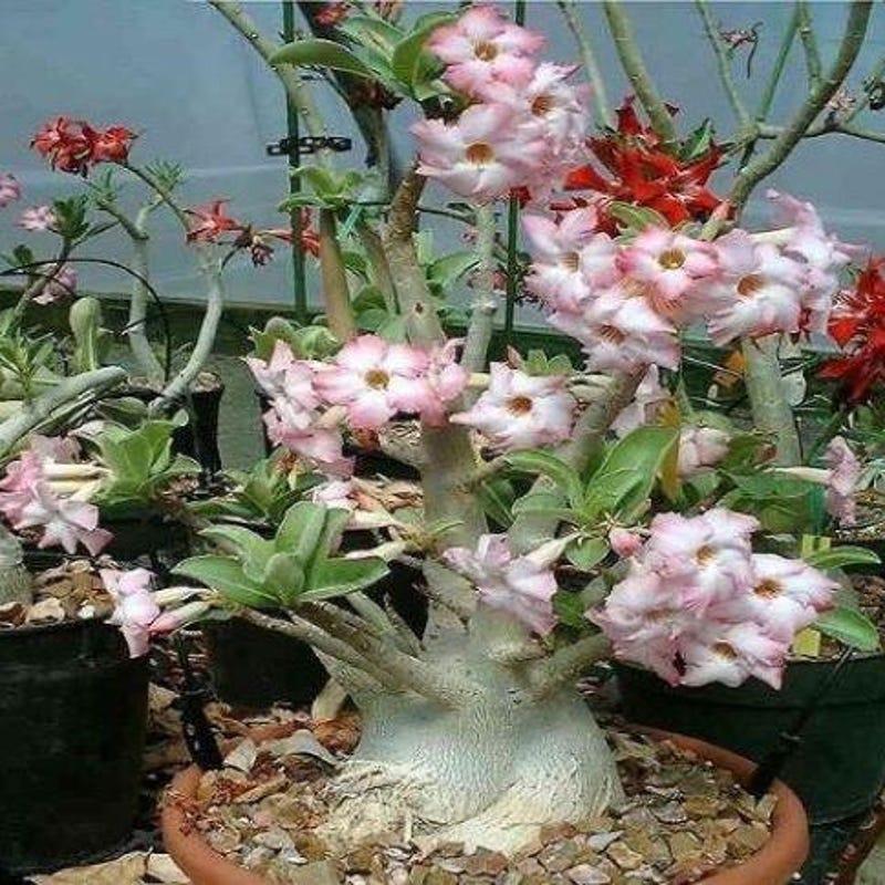 Adenium Arabicum - Etsy