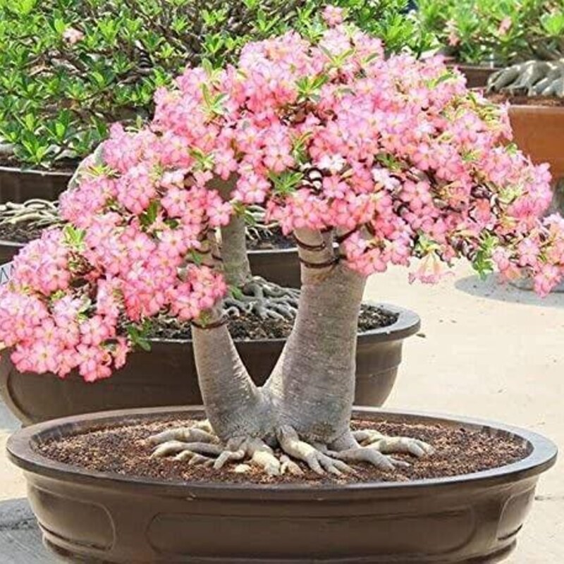 Adenium Arabicum - Etsy