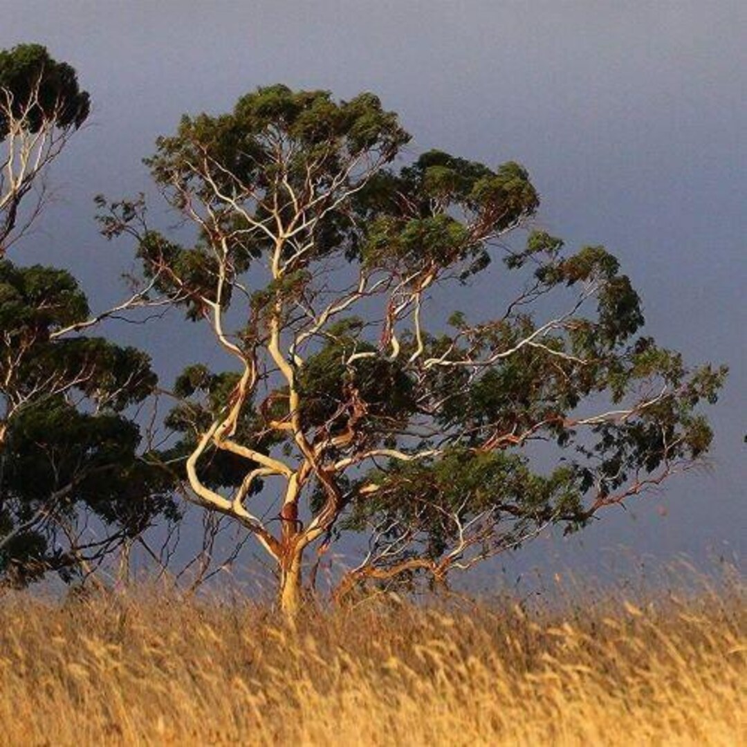 Eucalyptus Brevifolia ( Snappy White Gum ), 20 Seeds - Etsy