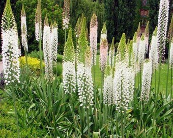 10 Seeds Rare EREMURUS Aitchisonii Foxtail Lily, Desert Candle - Pink ...
