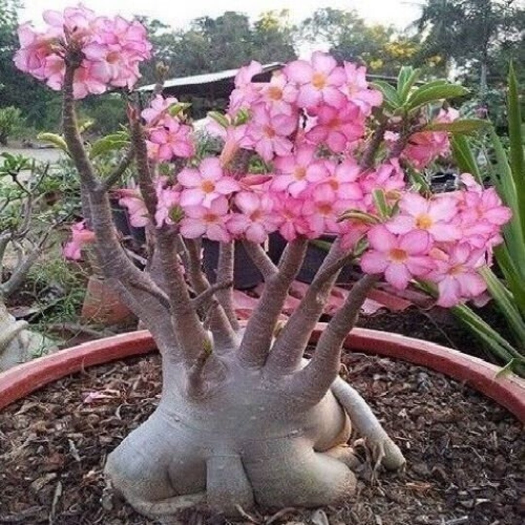 Adenium Arabicum yak Sing Buri, 10 Seeds - Etsy