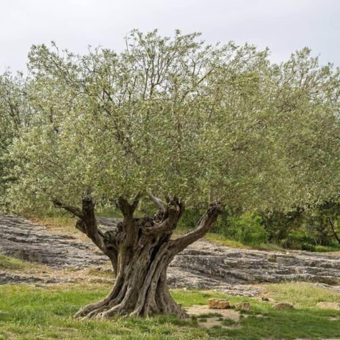 Olea Europaea European Olive Tree , 20 Seeds - Etsy