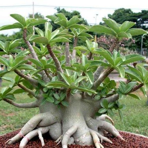 Adenium Arabicum - Etsy