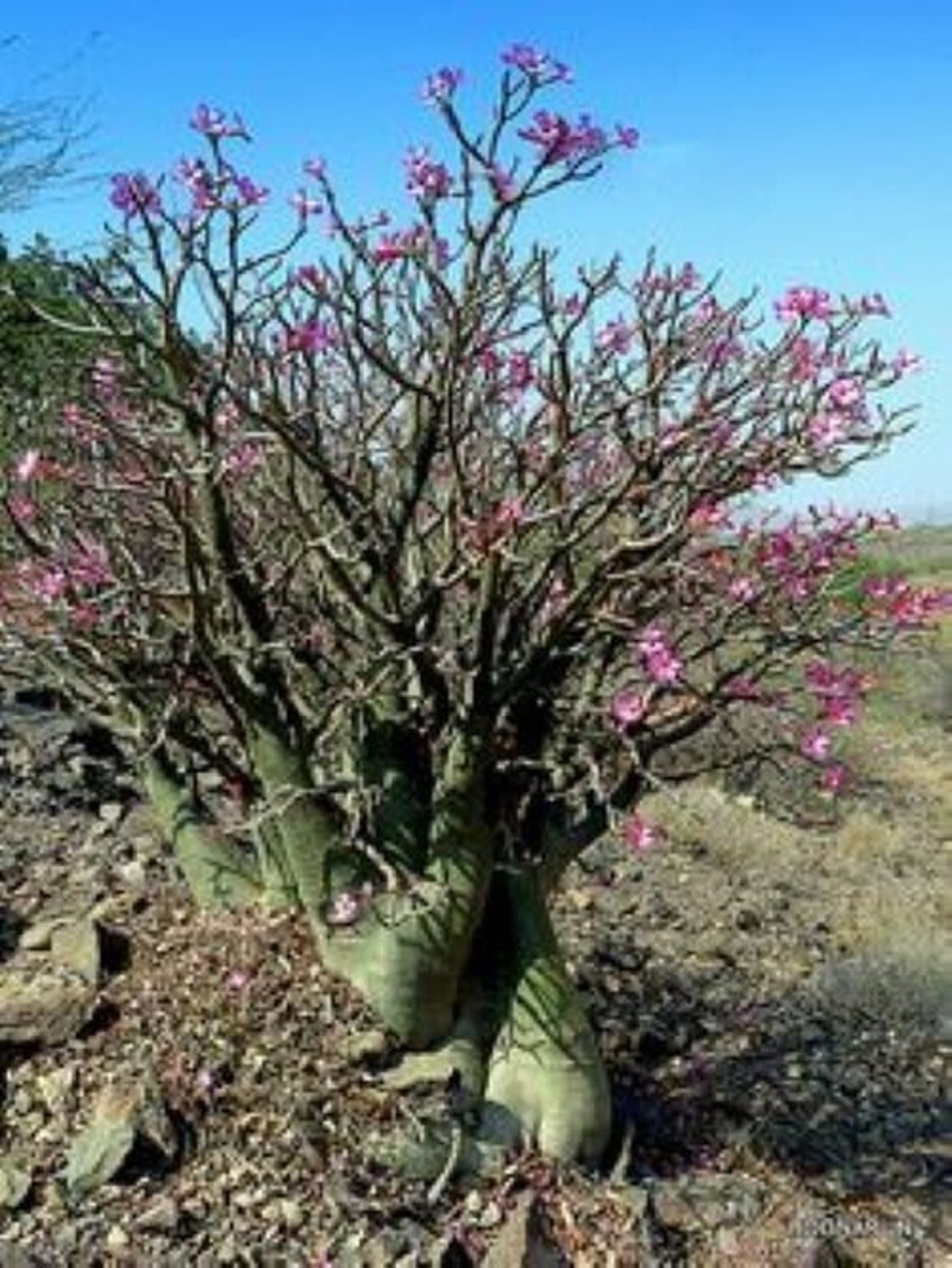 Adenium Arabicum yak Sing Buri, 10 Seeds - Etsy