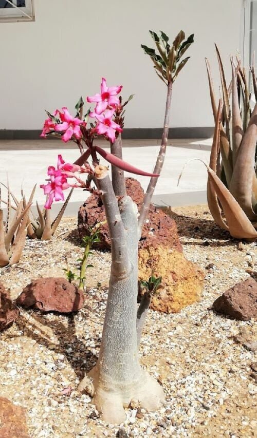 Adenium Somalense, black Somalense, 10 Seeds - Etsy