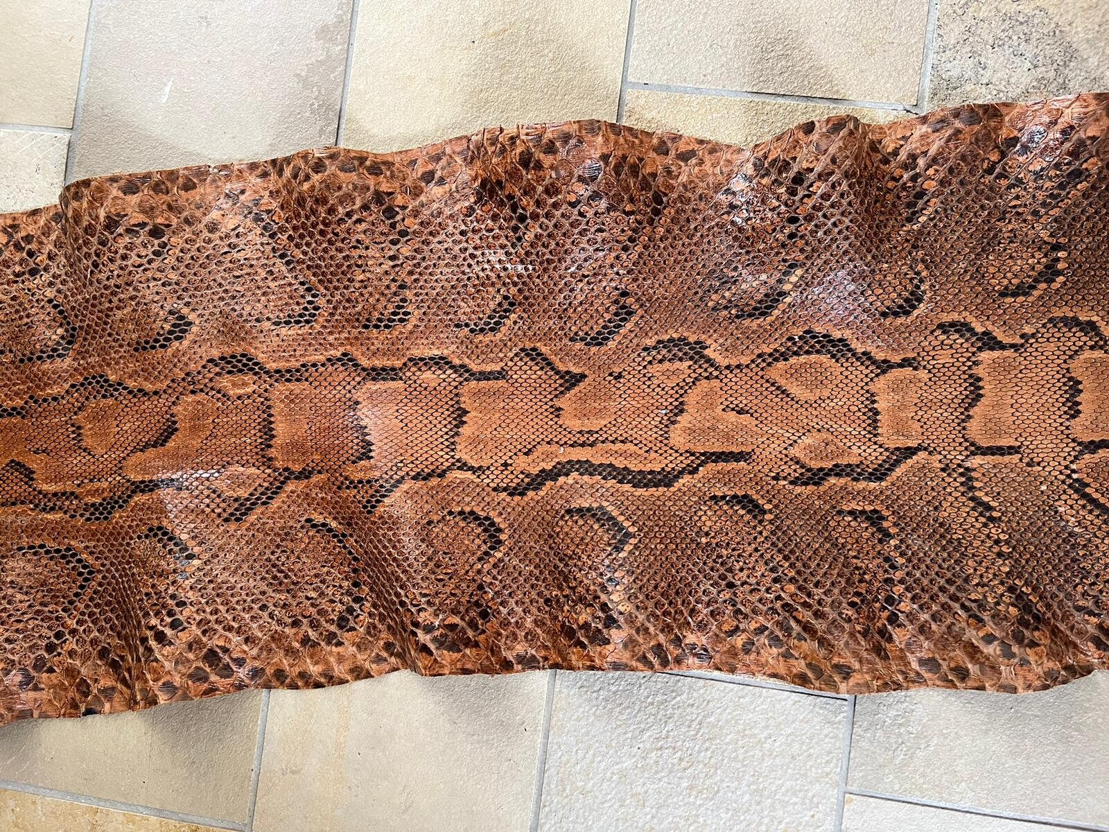 Vintage Snakeskin Rock Python From South Africa - Etsy