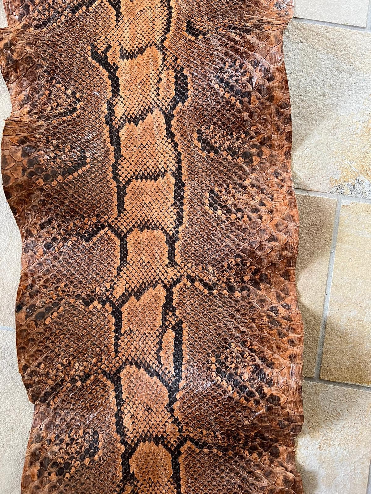 Vintage Snakeskin Rock Python From South Africa - Etsy