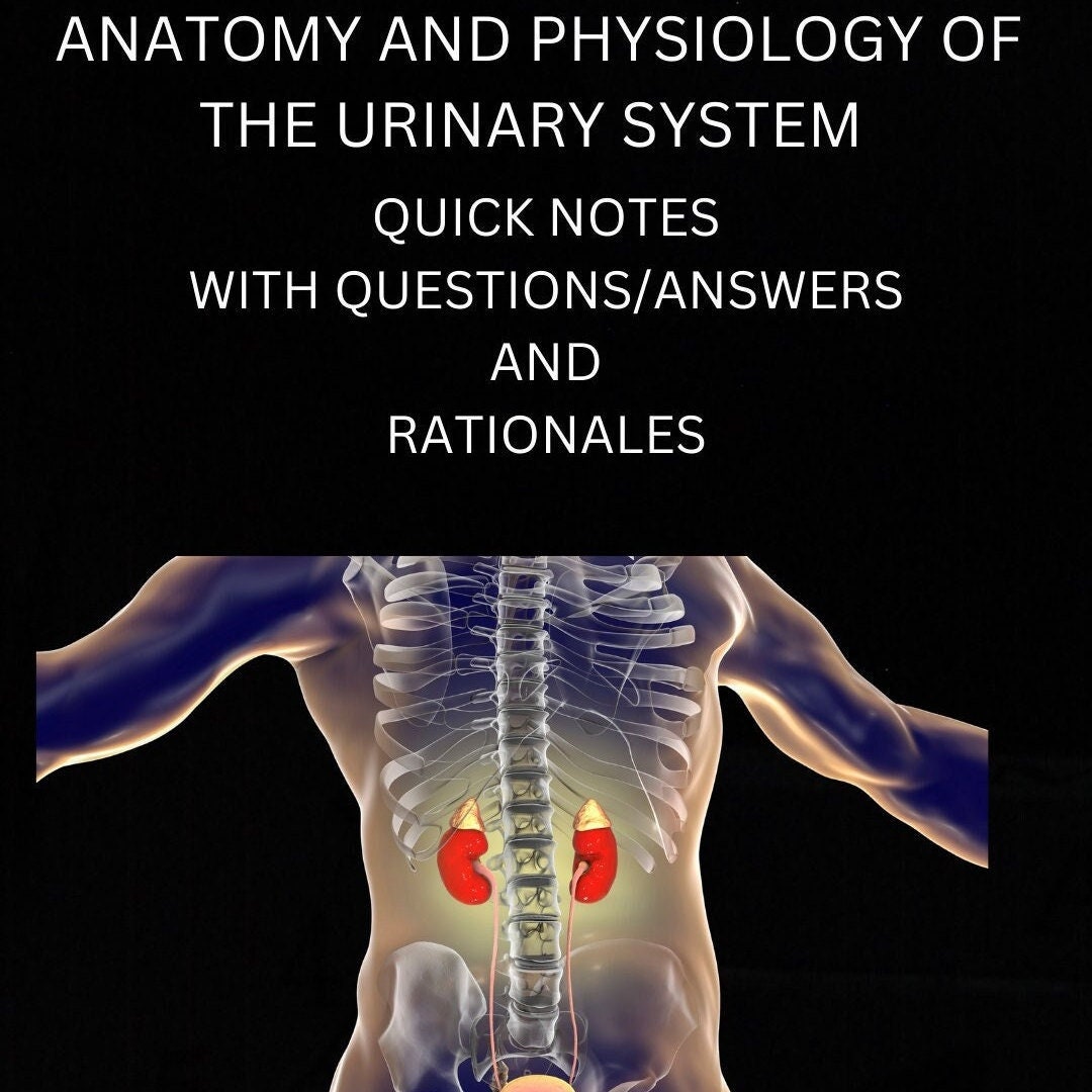 Urinary System Anatomy & Physiology Notes With Questions (PDF) - Etsy