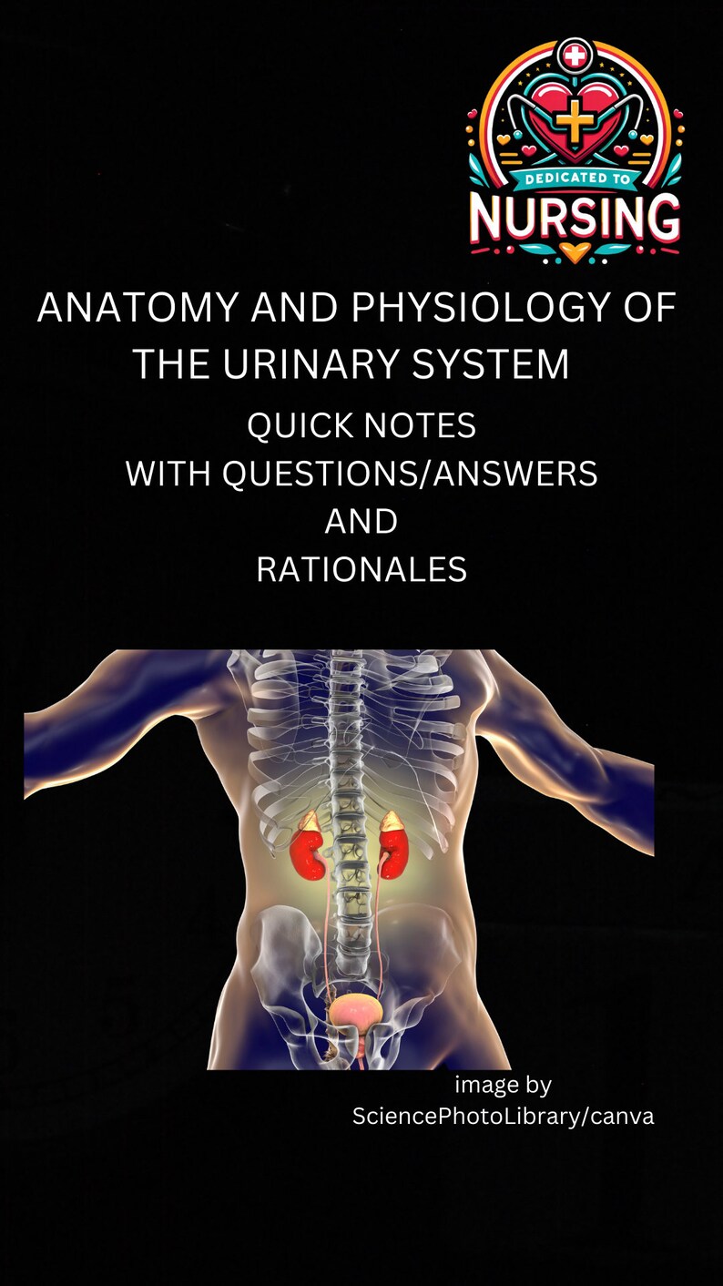 Anatomy and Physiology of the Urinary System quick Notes for College ...