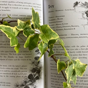 The Hedge Witch's Grimoire - Magick and Rituals Celebrating December ...