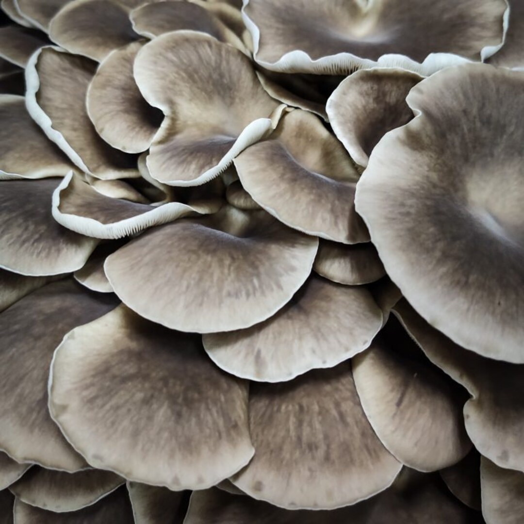 Phoenix Oyster pleurotus Pulmonarius Liquid Culture - Etsy
