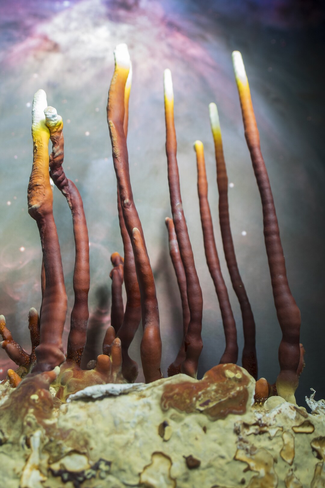 Medicinal Mushroom Strains Premium Liquid Cultures - Etsy