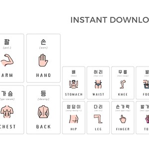 Korean Body Parts Flashcards Learn Korean Language Educational ...
