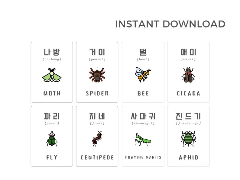 Insect Korean Flashcards | Learn Korean Language | Educational ...