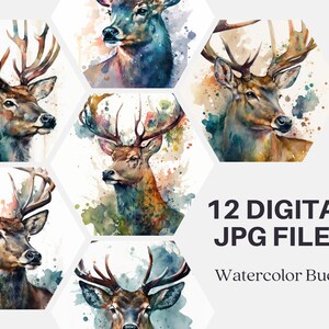 Watercolor Buck Deer Illustration Bundle, Digital JPG Files, Digital ...