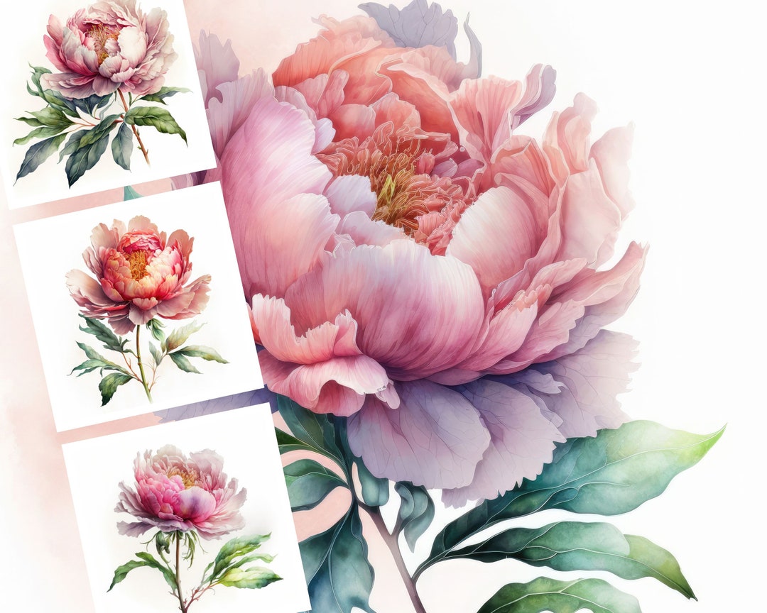 Watercolor Pink Peony Clip Art Collage Sheet Digital Paper - Etsy
