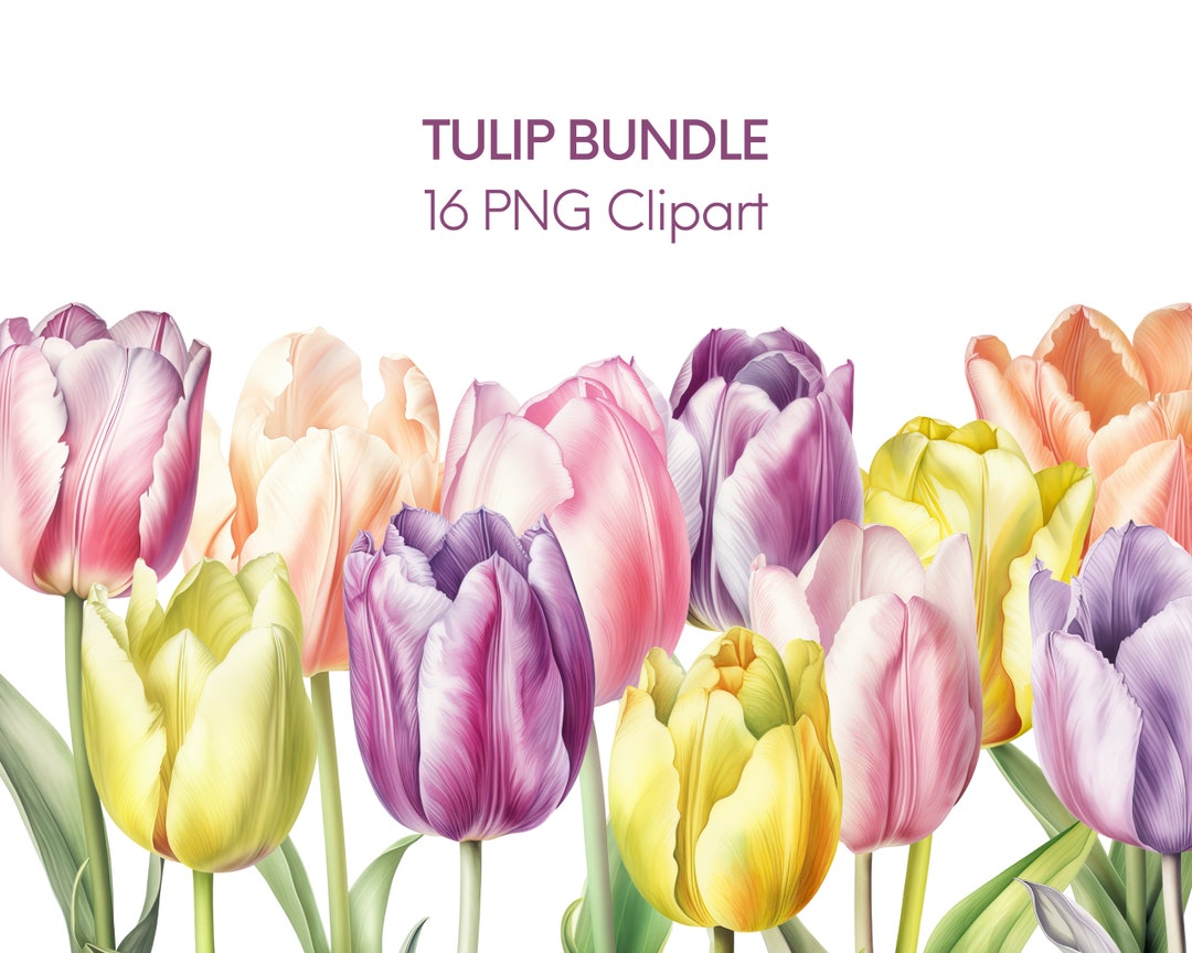 Watercolor Tulip Clipart Bundle PNG Commercial Use Clipart, Digital ...