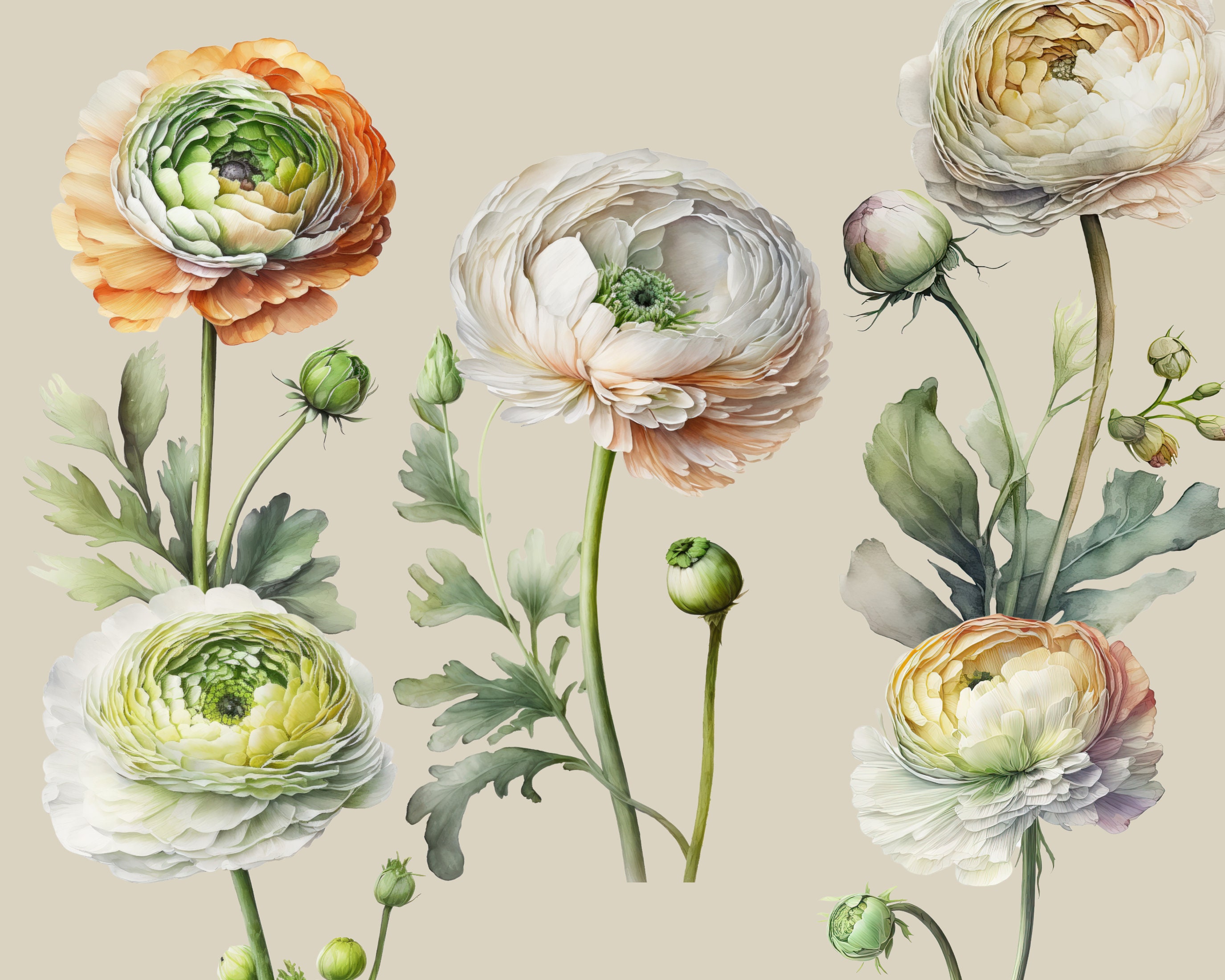 Ranunculus Clip Art Set Digital Clip Art PNG Transparent - Etsy Singapore