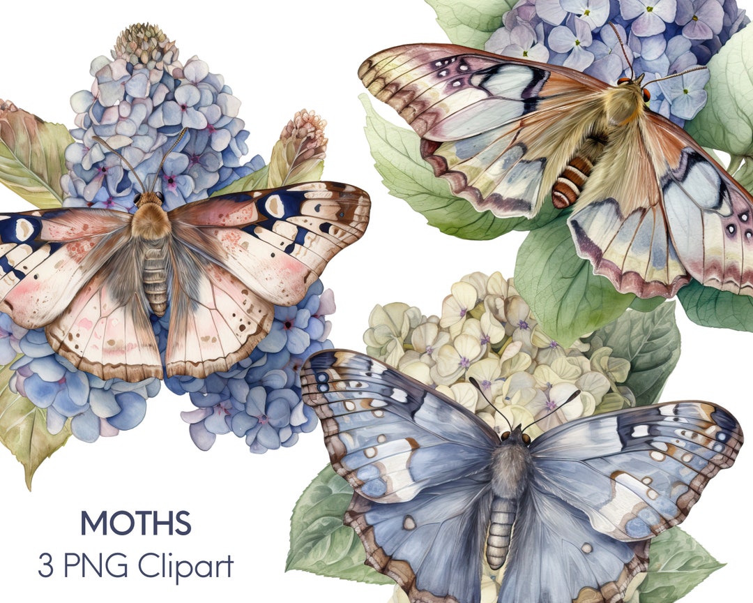 Watercolor Moth Clipart 3 PNG Clipart Bundle, Moths on Hydrangea ...