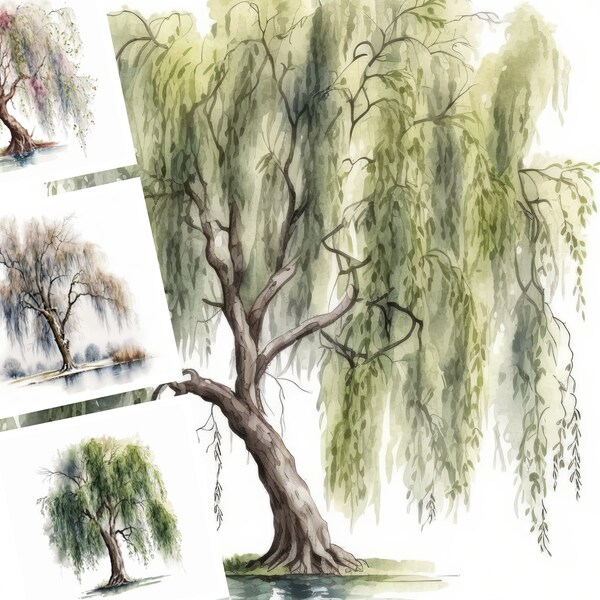 Weeping Willow Tree - Etsy