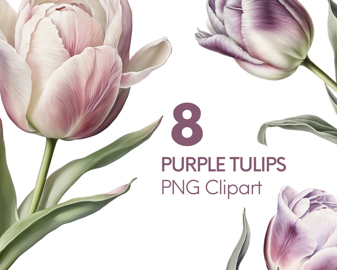 Purple Tulips Clipart Bundle Set of 8 PNG Files Commercial - Etsy