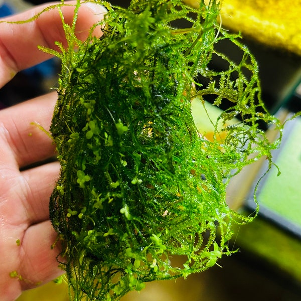 Java Moss - Etsy