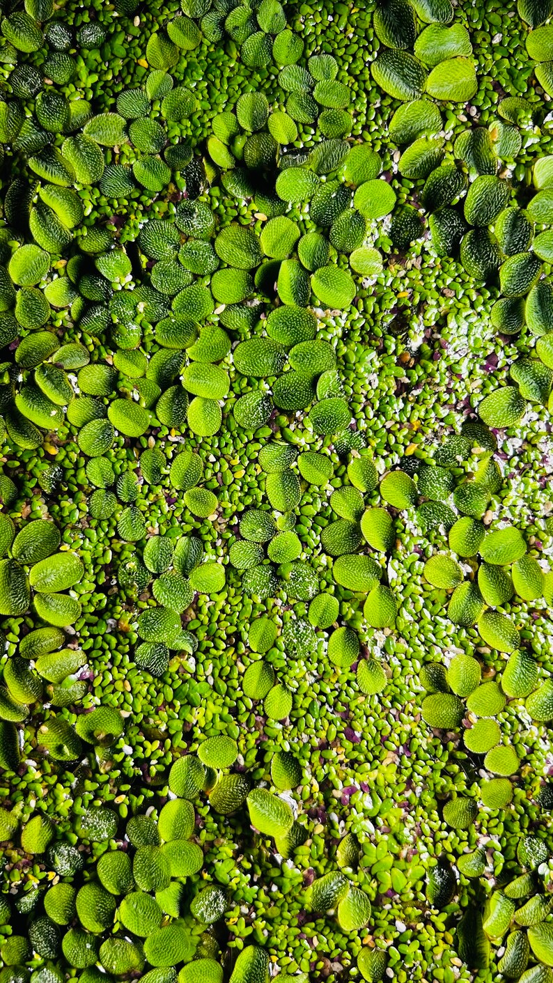 50 Leaves Water Spangles salvinia Minima Live Aquarium/aquatic/floating ...