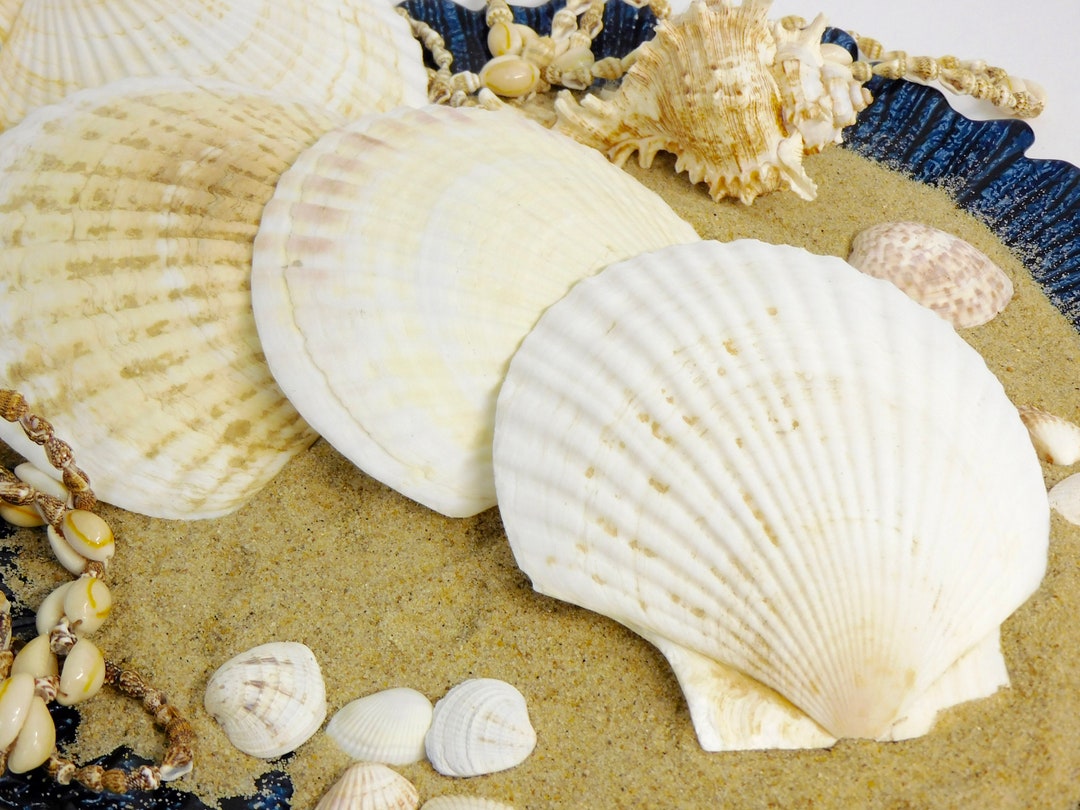 Scalloped Sea Shell, Large 5 1/2 X 5 Shells, Sea Shells for Crafting ...