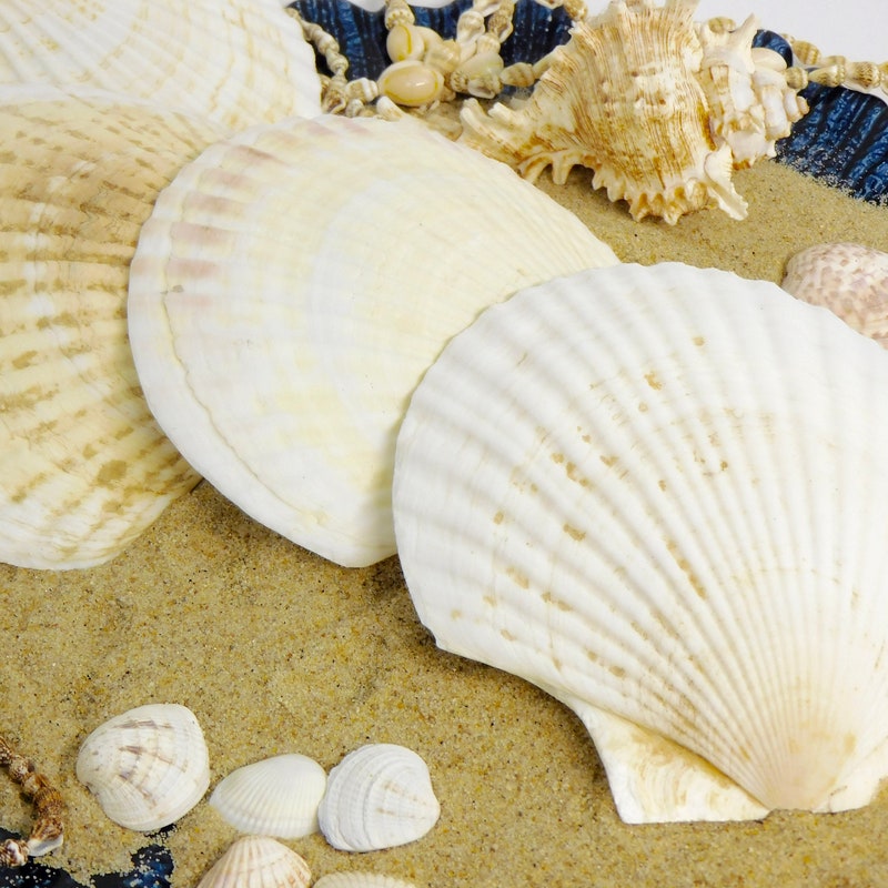 Sea Shell Crafts - Etsy