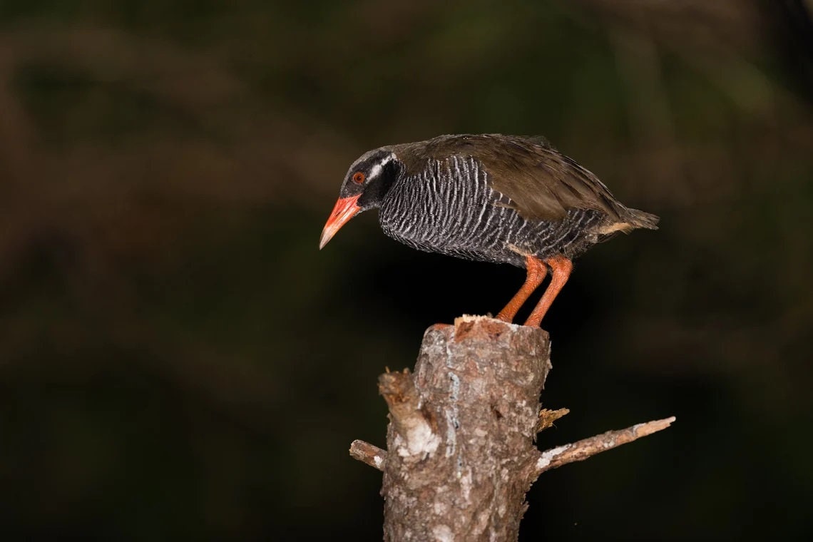 OKINAWA RAIL BIRD Glossy Poster Picture Photo Print Nature Scenery ...