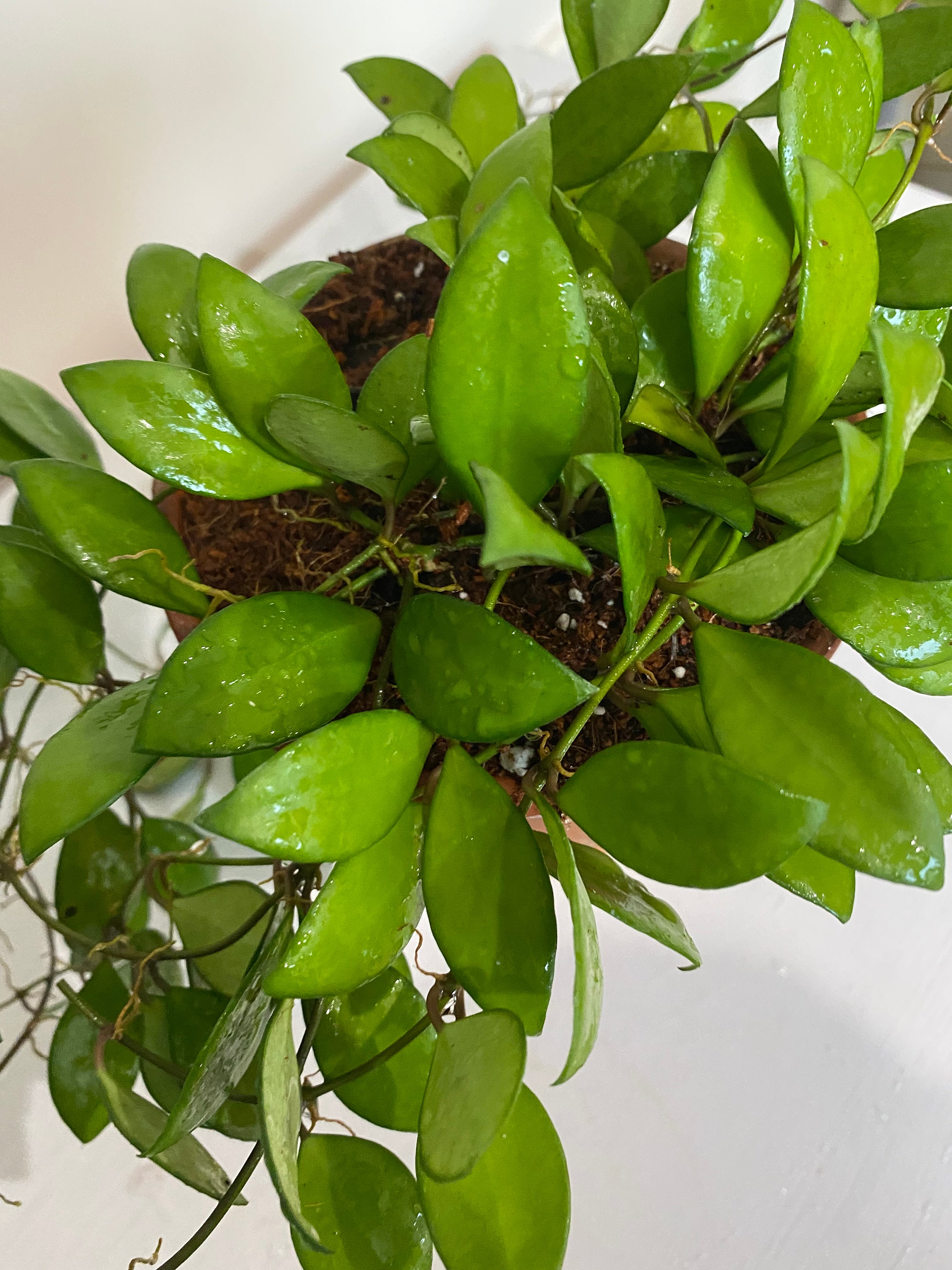 Hoya Pink Noona Rare Houseplant - Etsy UK