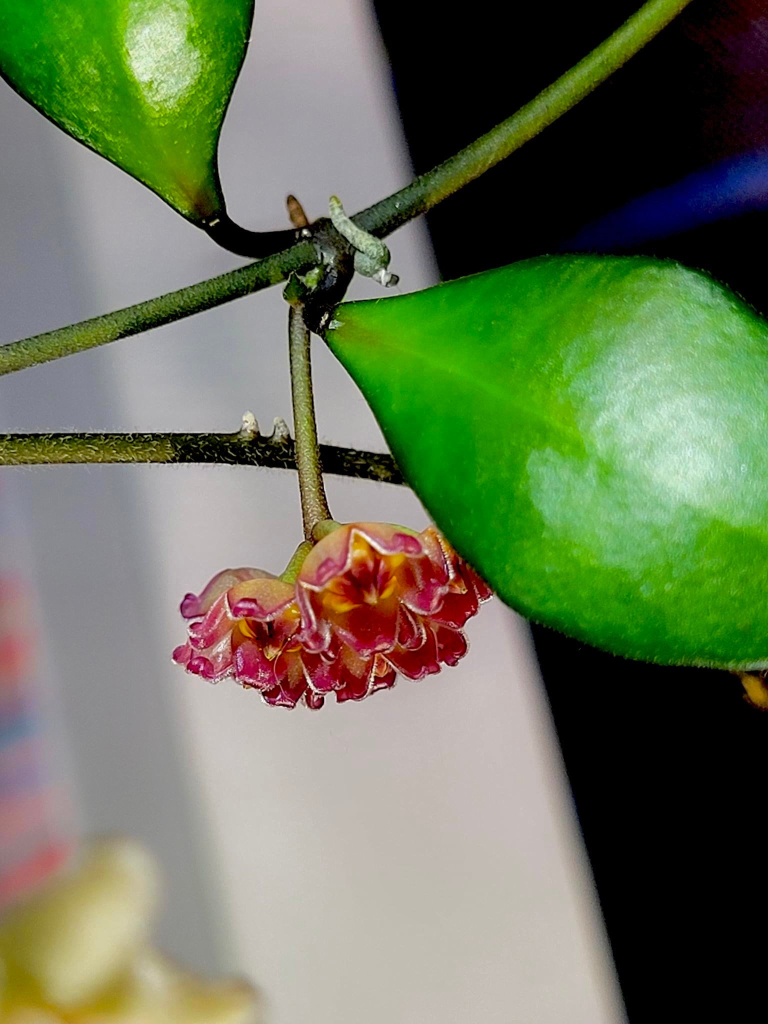 Hoya Pink Noona Rare Houseplant - Etsy UK