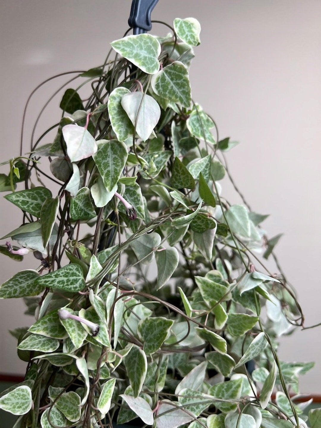 Ceropegia Linearis Merel & Ceropegia Linearis Iris (variegated String ...