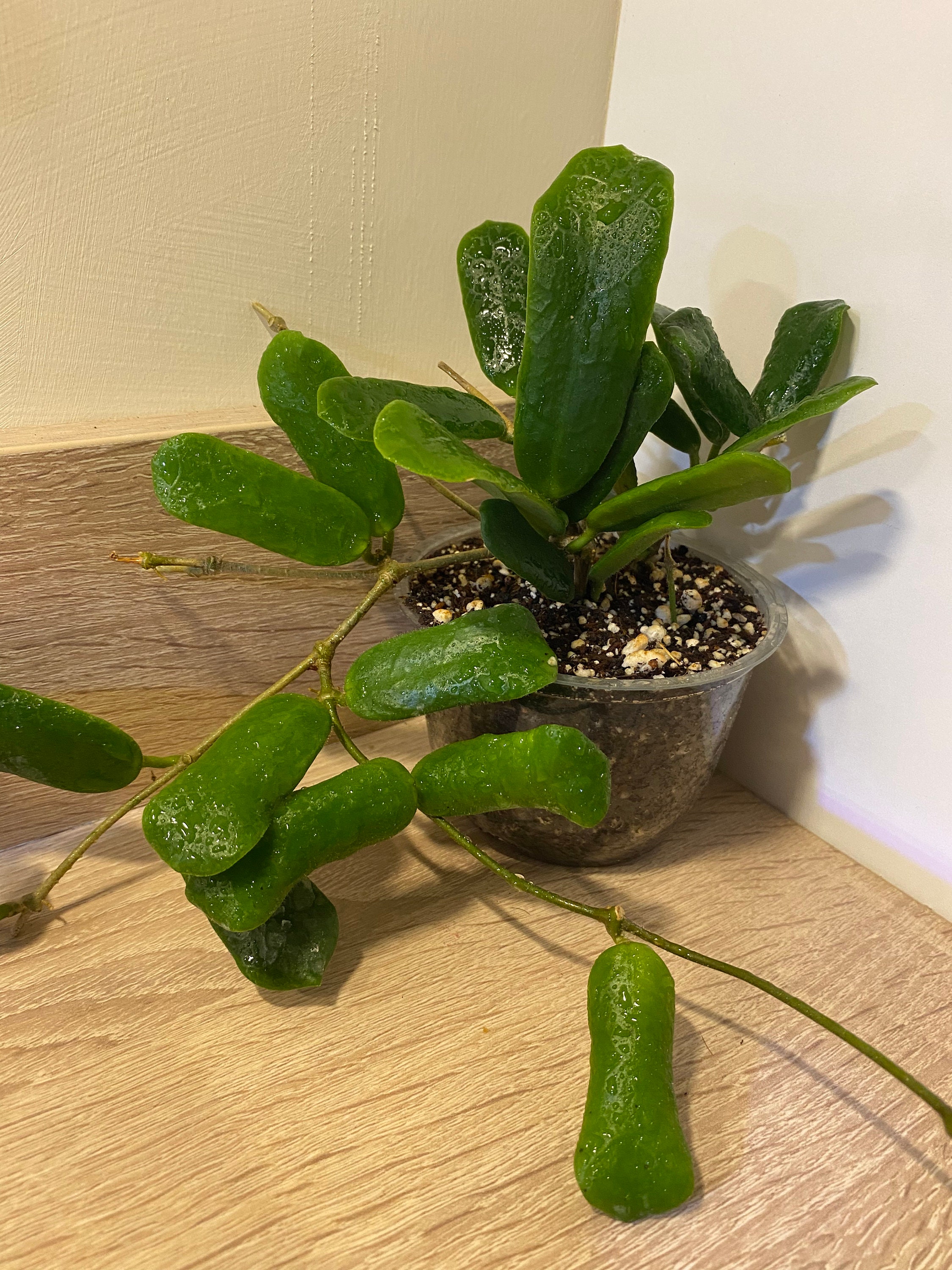 Hoya Rotundiflora Plant and Cuttings - Etsy UK