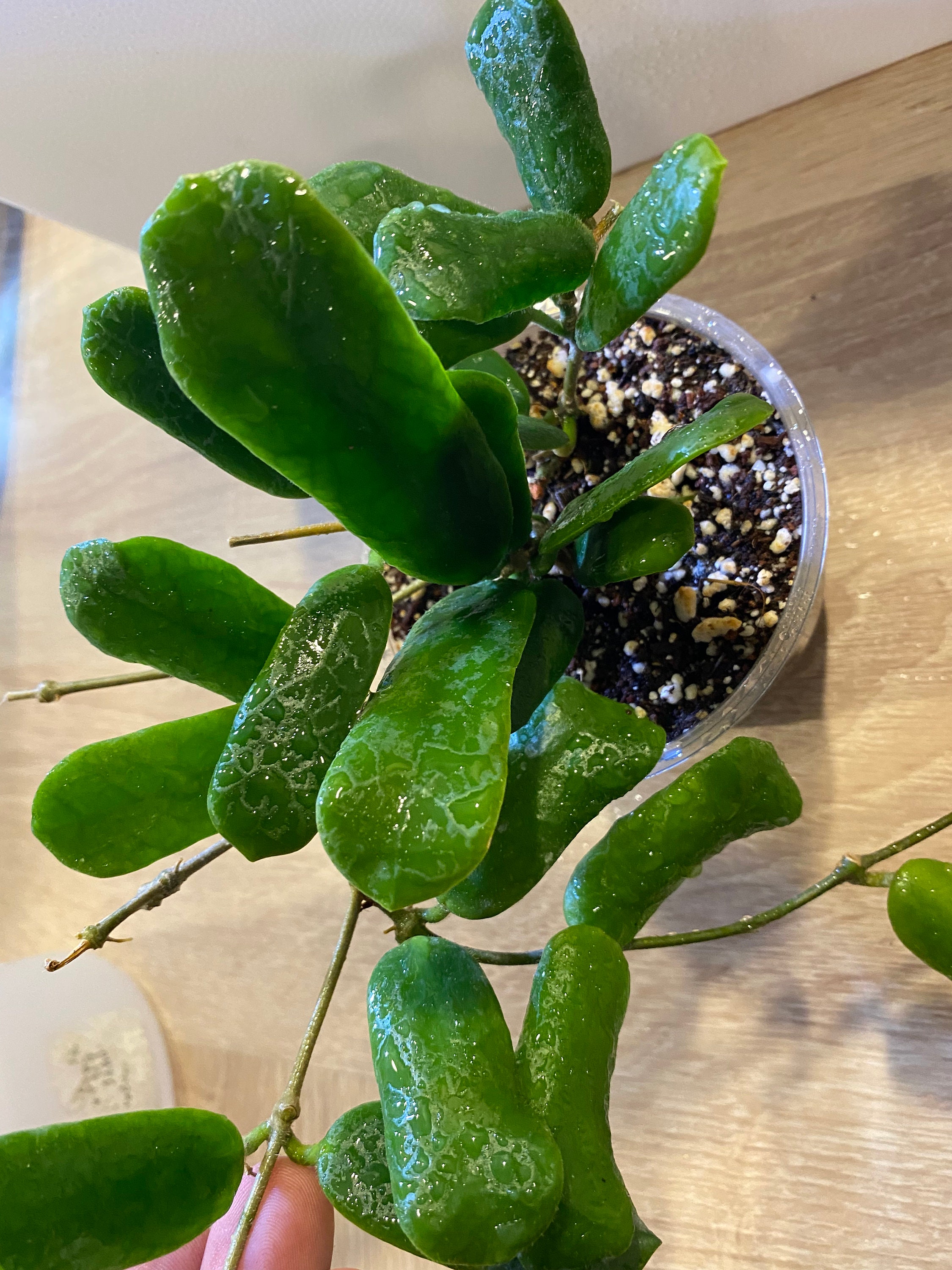 Hoya Rotundiflora Plant and Cuttings - Etsy UK