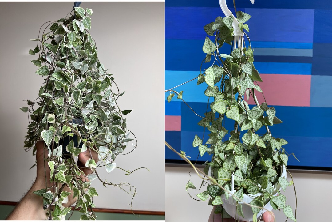 Ceropegia Linearis Merel & Ceropegia Linearis Iris variegated String of ...