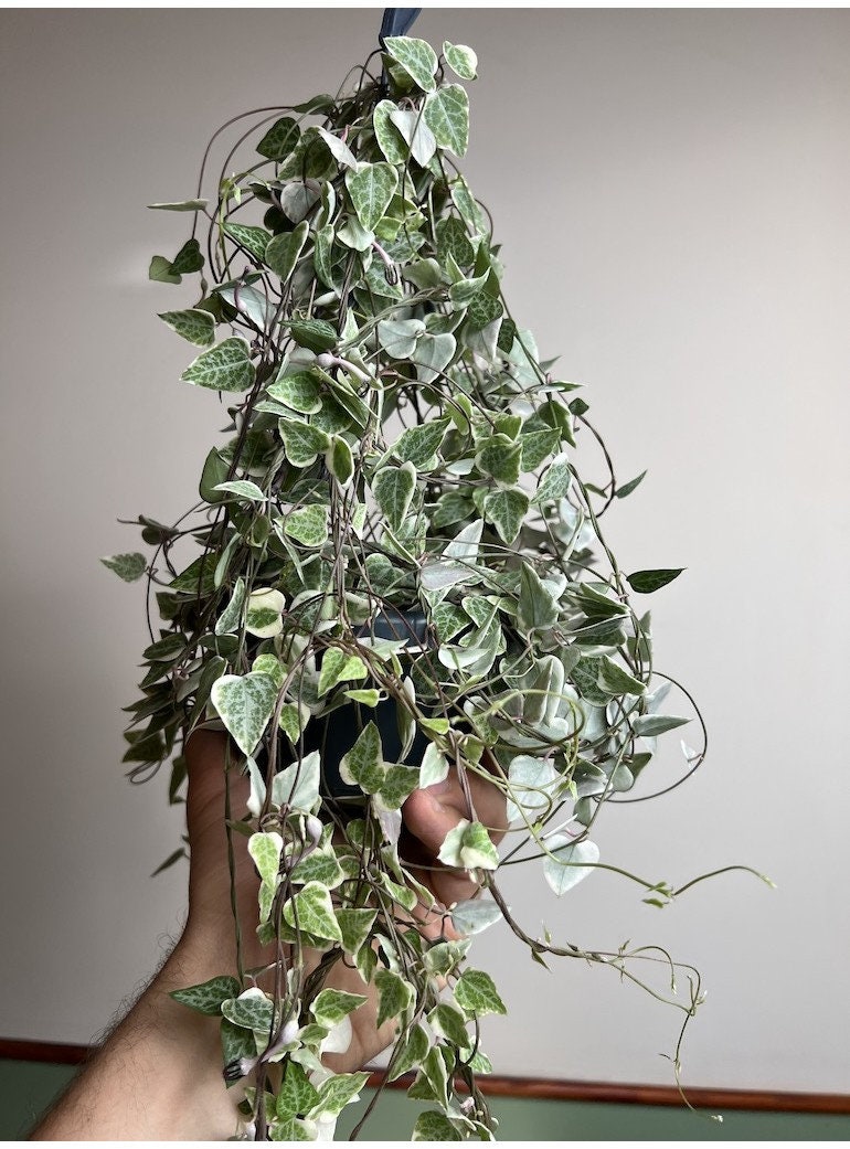 Ceropegia Linearis Merel & Ceropegia Linearis Iris (variegated String ...