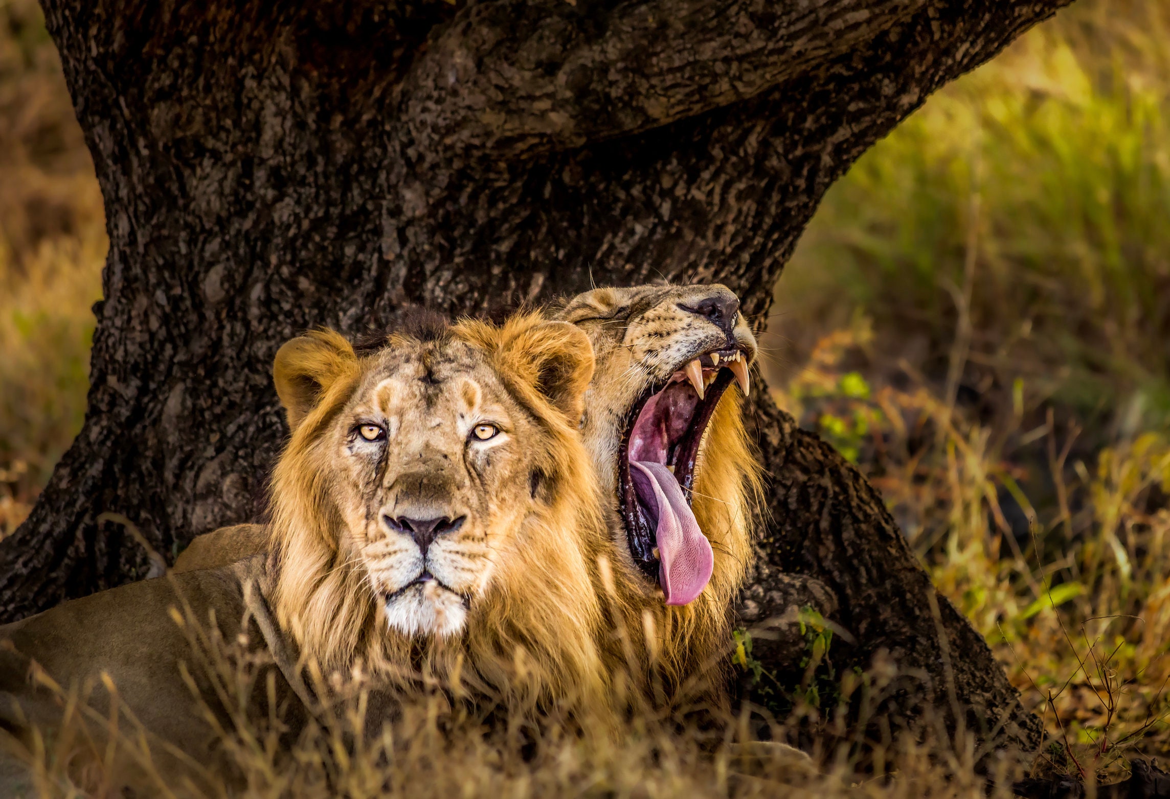 Gir National Park Asiatic Lions Wildlife Canvas Print, Acrylic Print ...