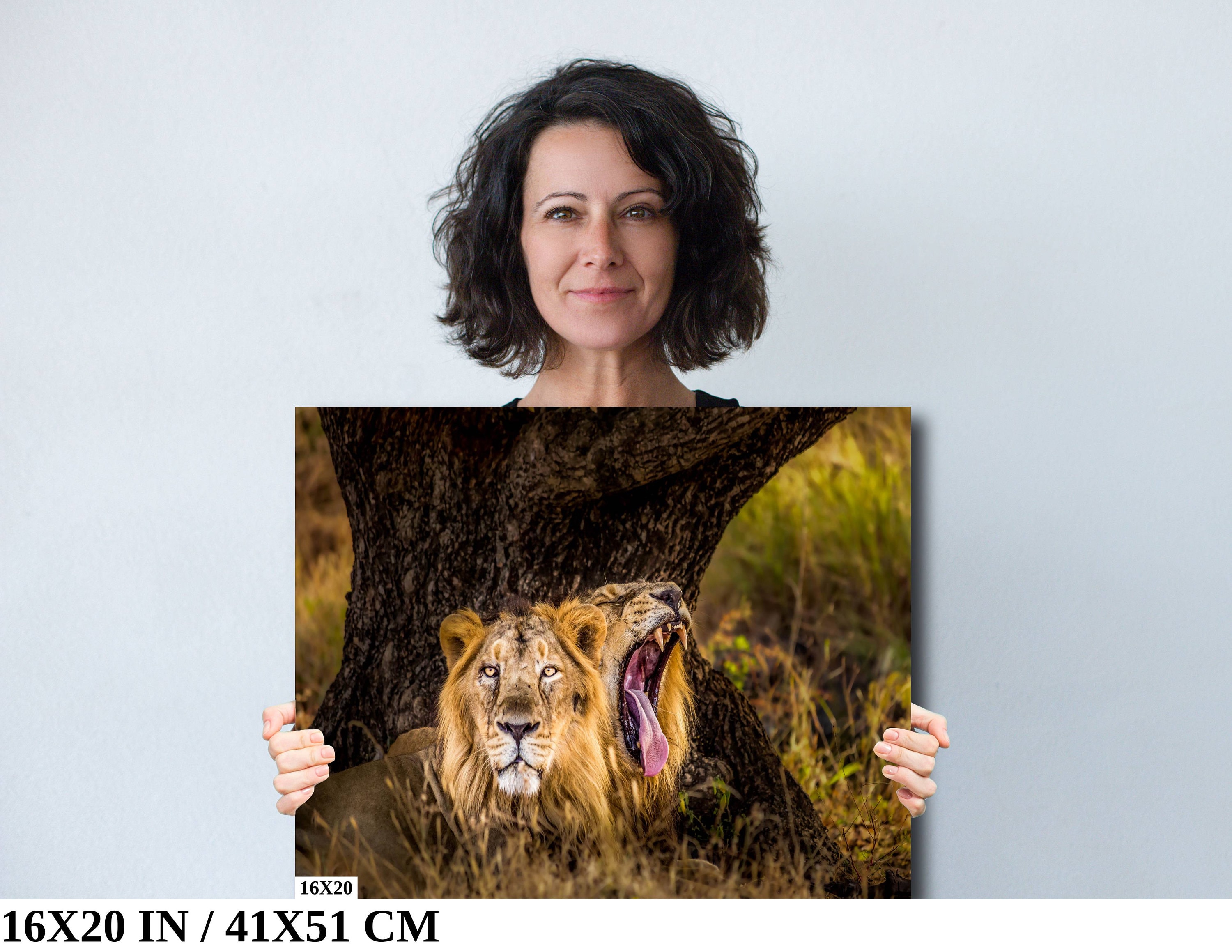 Gir National Park Asiatic Lions Wildlife Canvas Print, Acrylic Print ...