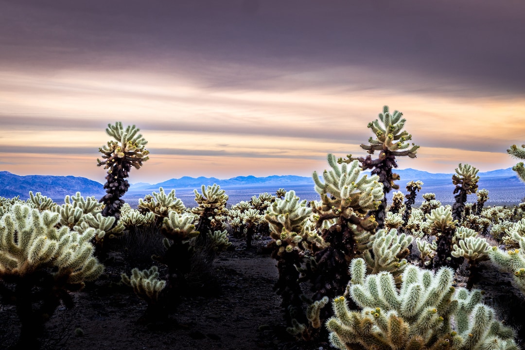 Joshua Tree National Park California Cholla Cactus Golden Hour Canvas ...