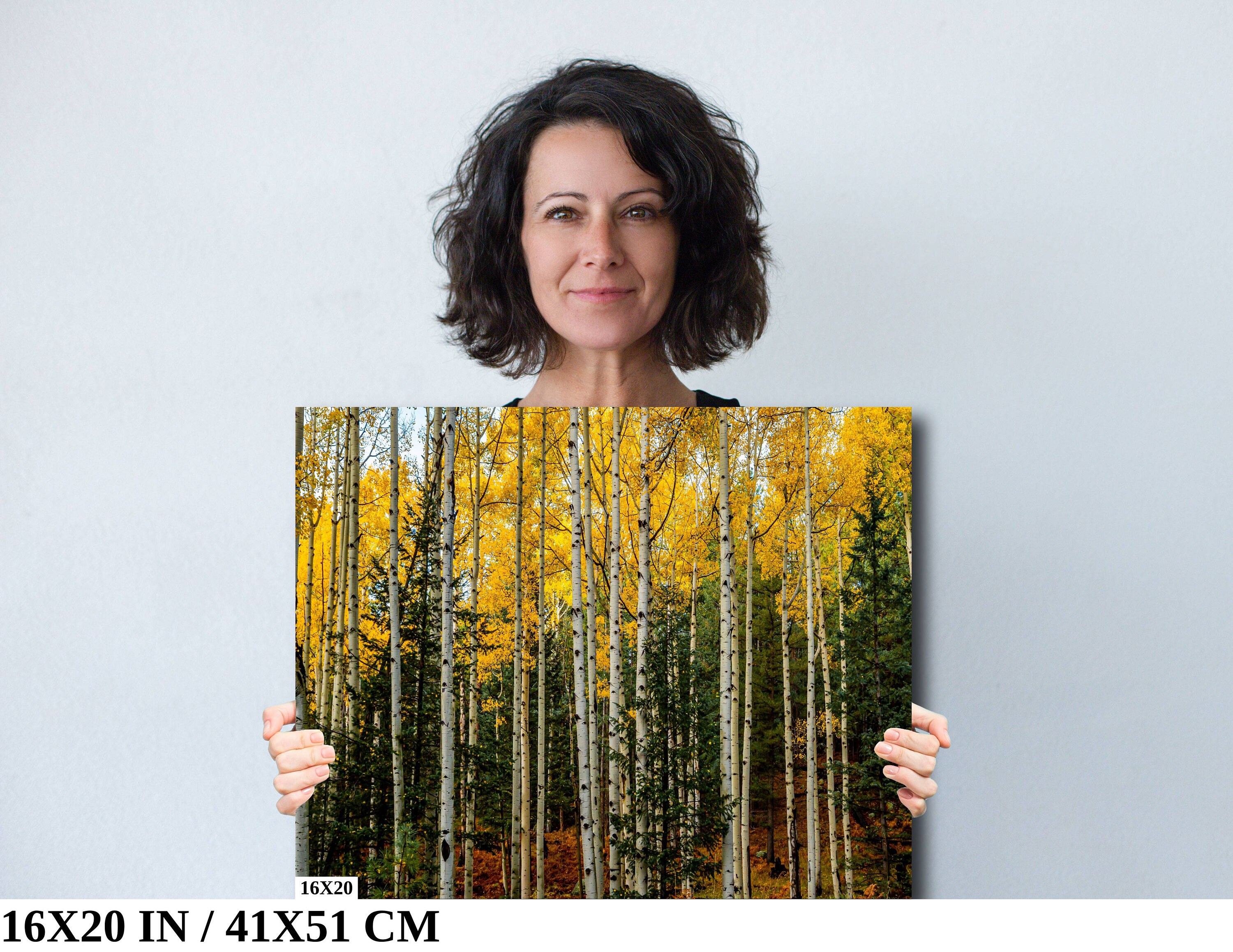 Aspen Trees Fall Colors Flagstaff Arizona Canvas Print, Acrylic Print ...