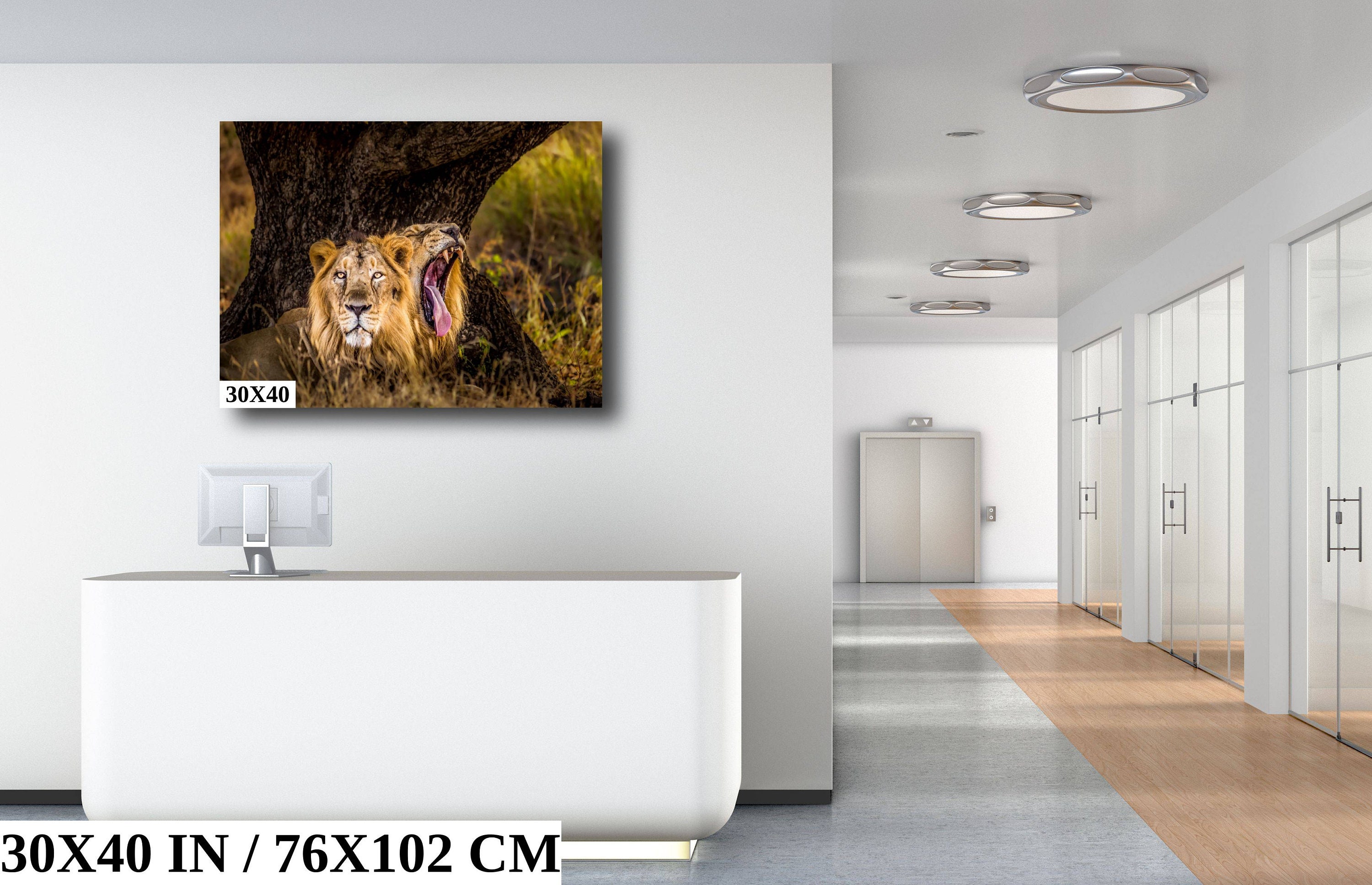 Gir National Park Asiatic Lions Wildlife Canvas Print, Acrylic Print ...