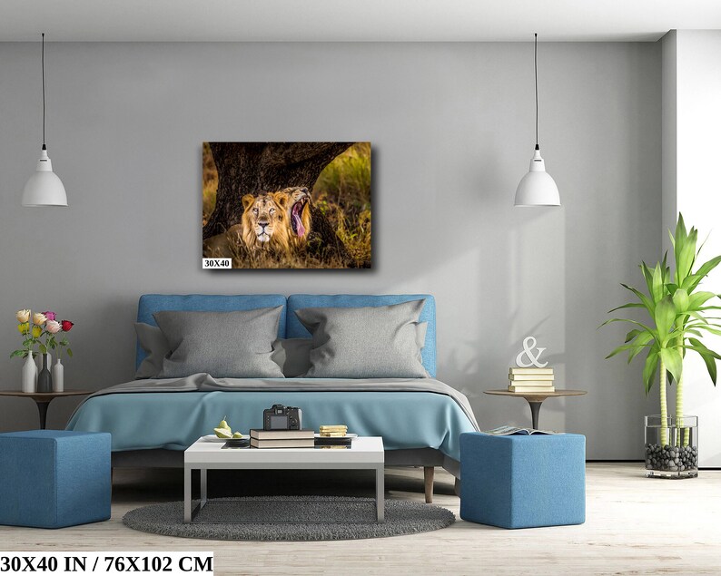 Gir National Park Asiatic Lions Wildlife Canvas Print, Acrylic Print ...