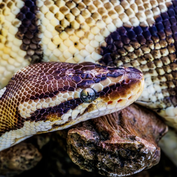 Art Macro Nature - Etsy