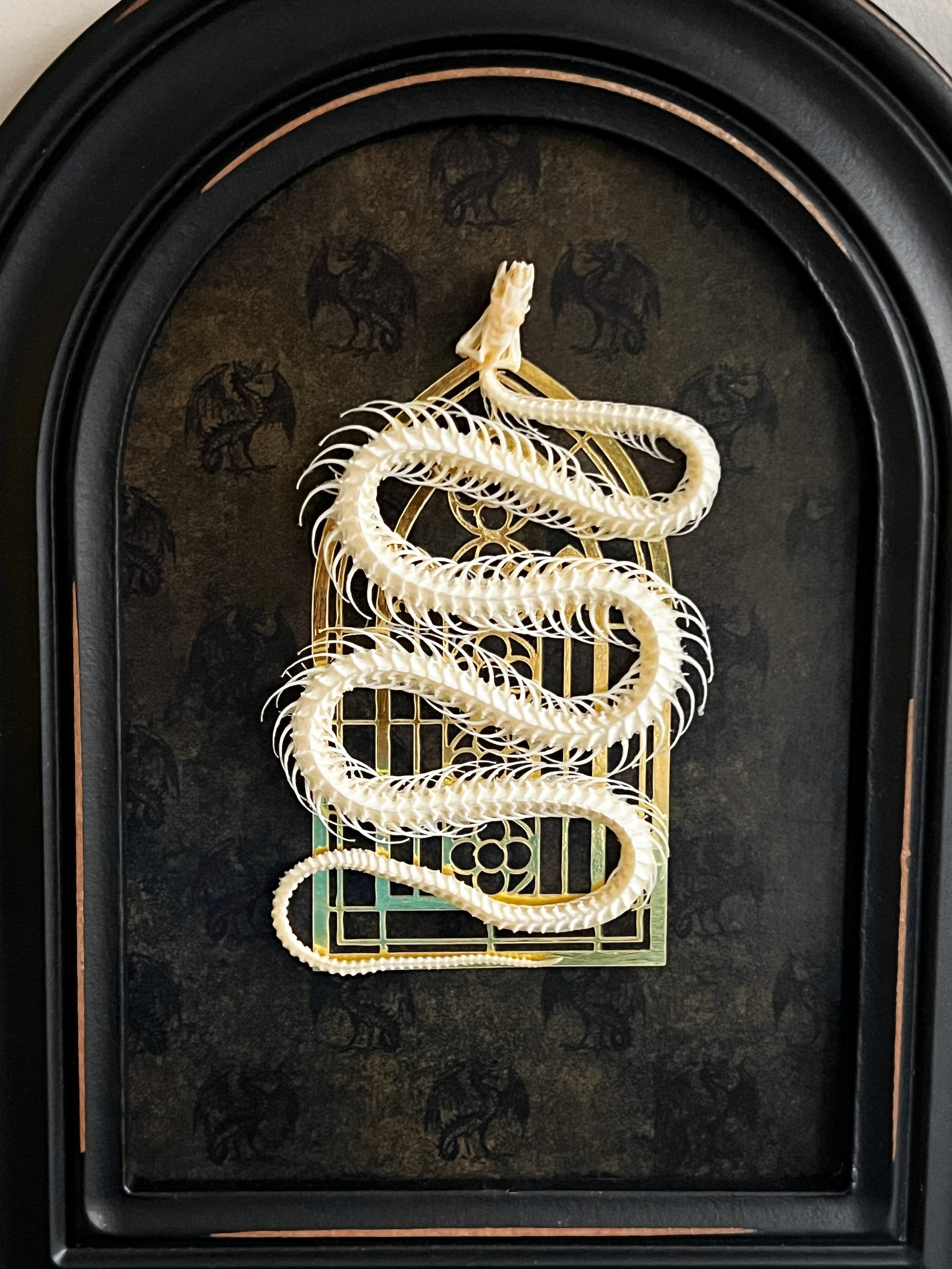 Real Snake Skeleton Mounted in a Black Arched Frame Gothic - Etsy