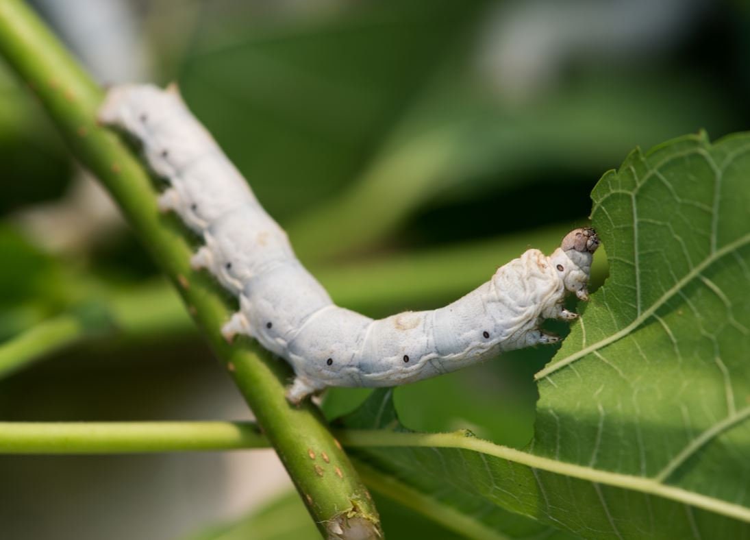 Guide to Breeding and Caring for Silkworms - Etsy