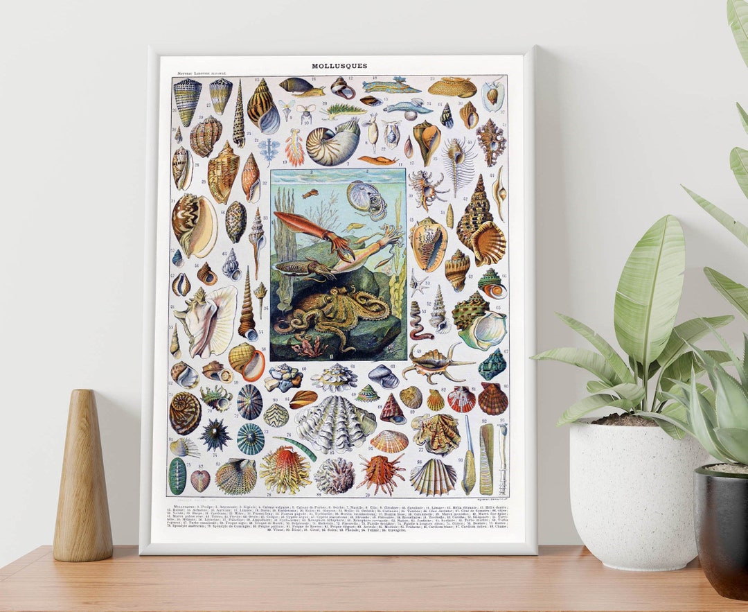Sea Shell Poster Print Marine Life, Oceanography, Cottagecore Room ...